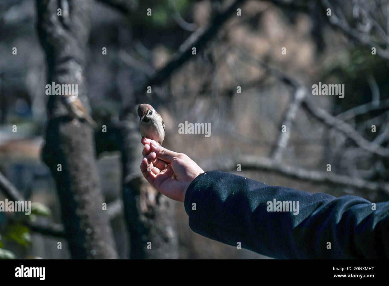 Feeding of the sparrow. Shooting Location: Tokyo metropolitan area ...
