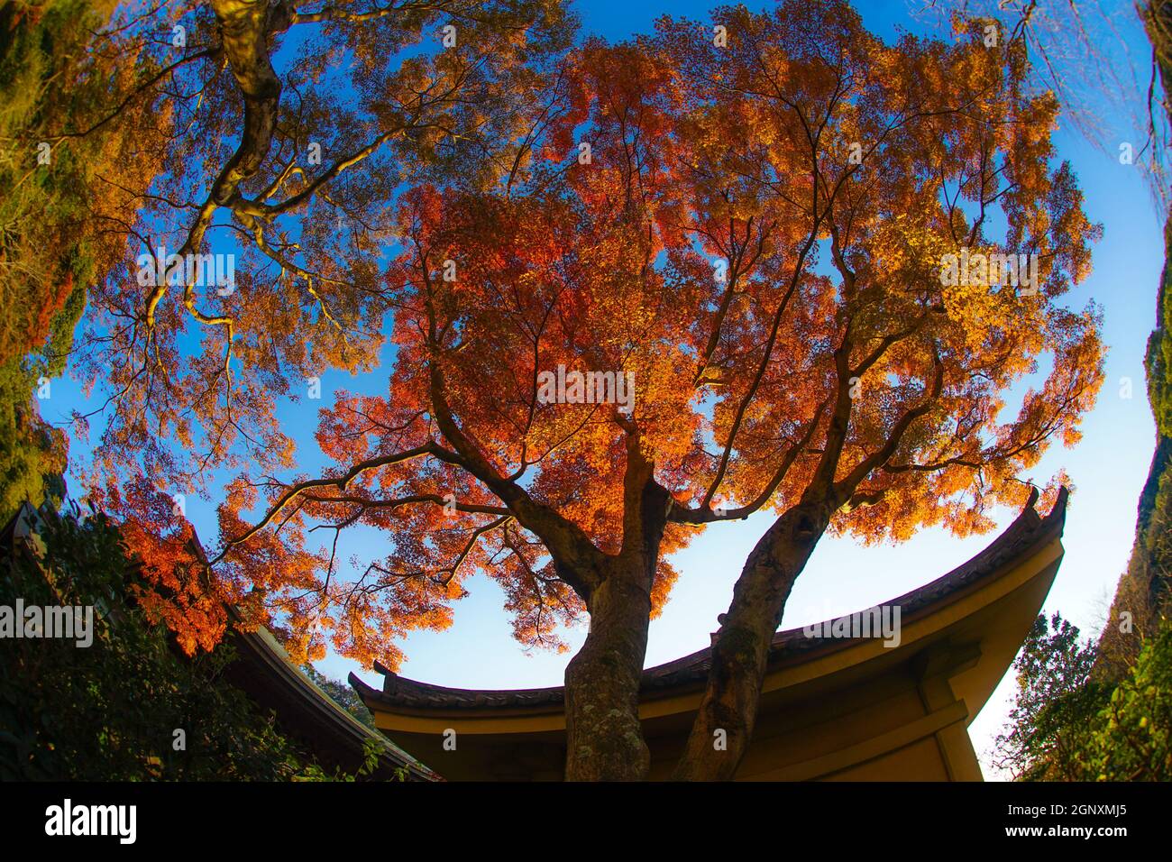 Autumn leaves and Kamakura skyline. Shooting Location: Kamakura ...