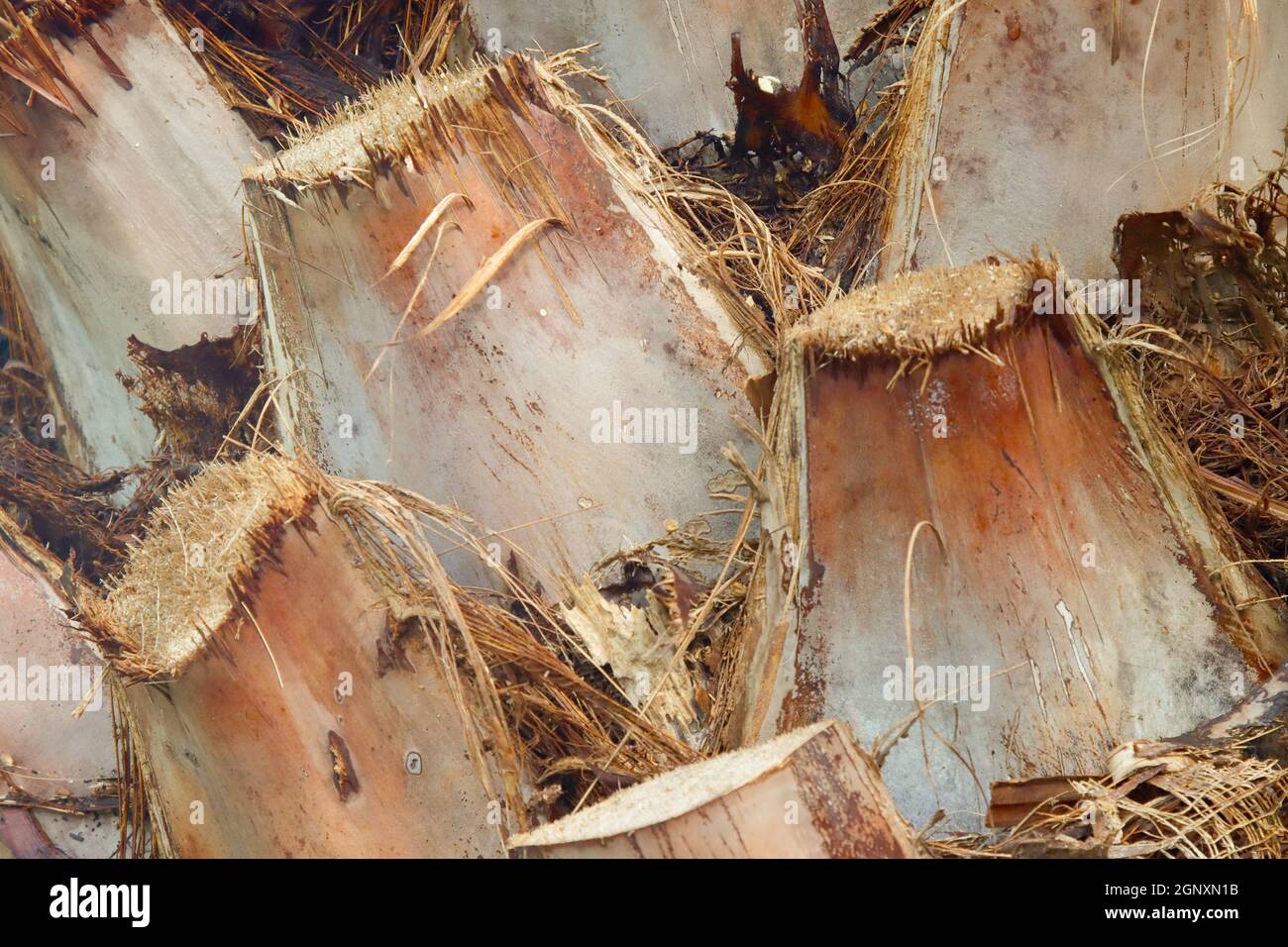 Palm tree cut off branches hi-res stock photography and images - Alamy