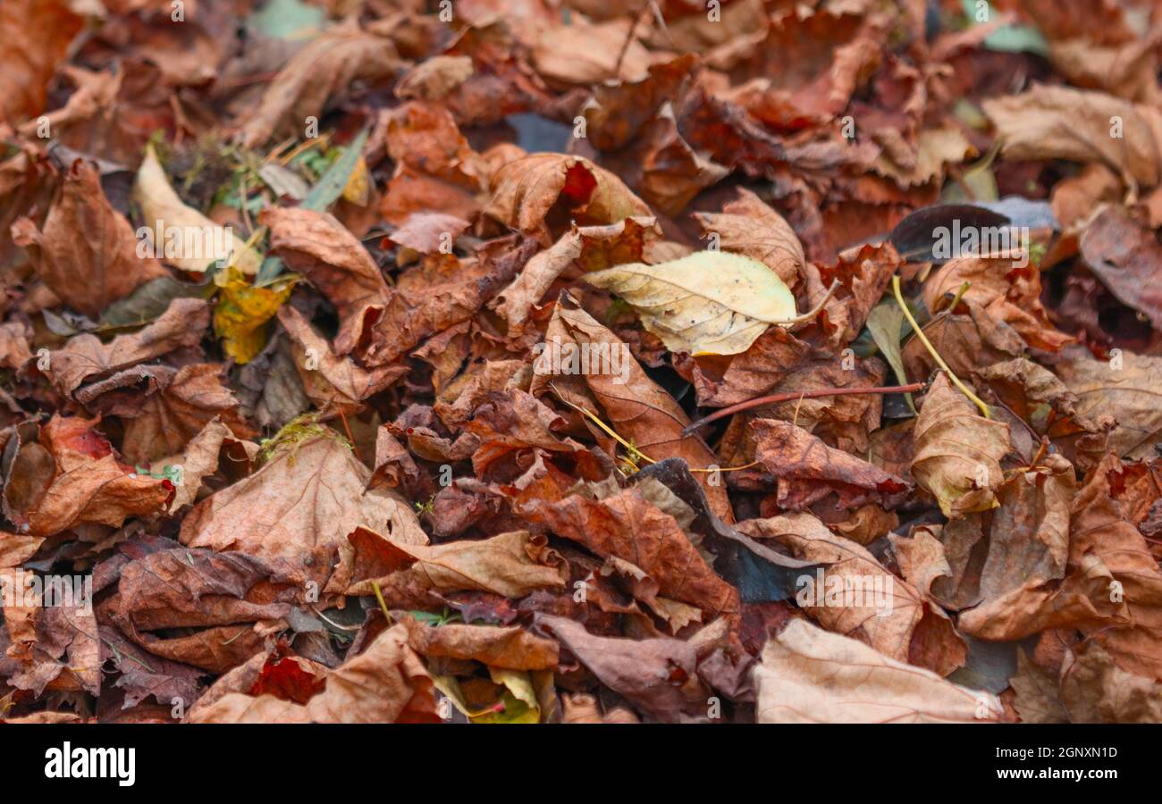 Dry, fallen leaves of trees on the ground Stock Photo - Alamy