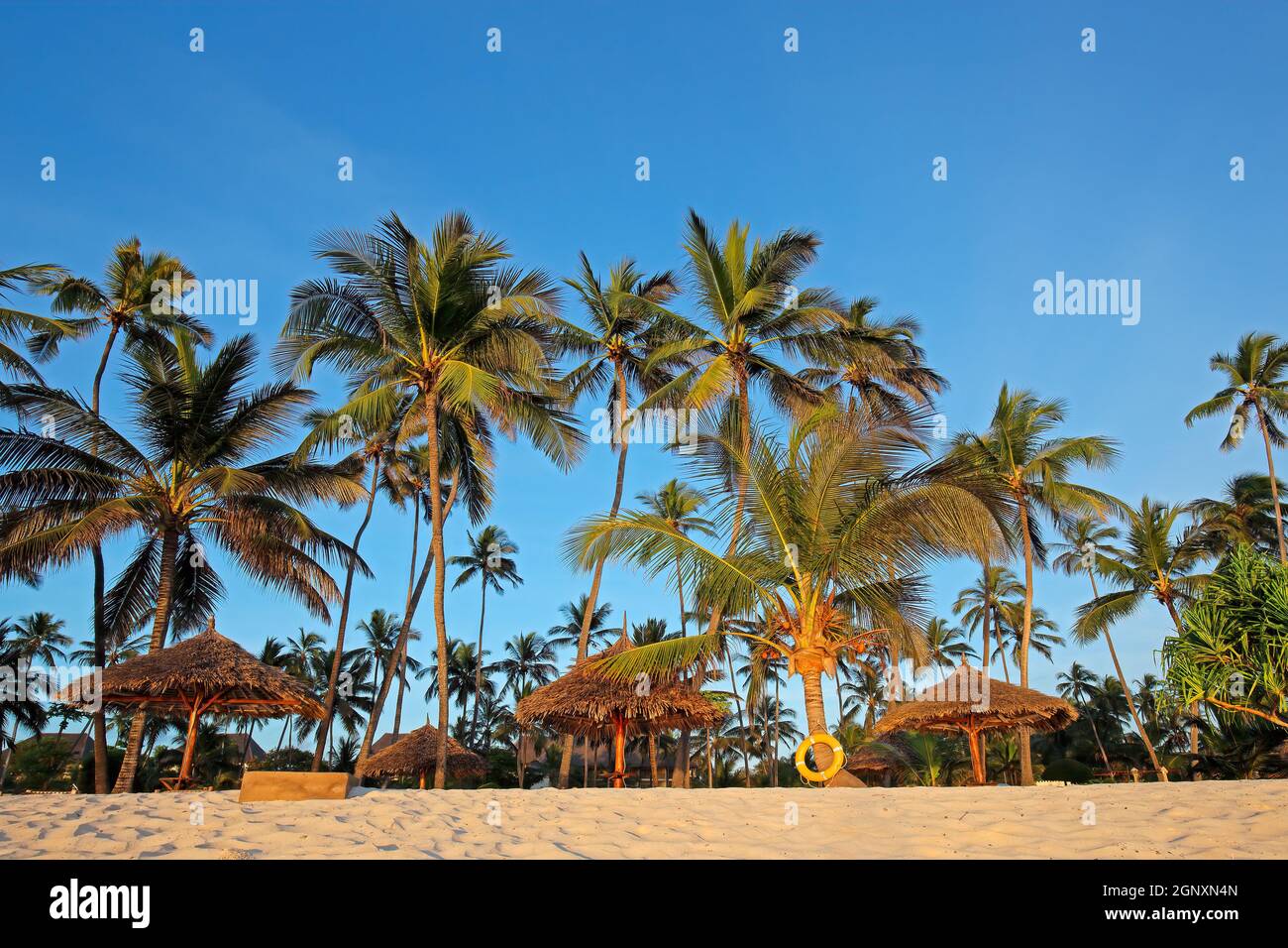 White sand and palm trees on a tropical beach of Zanzibar island Stock ...