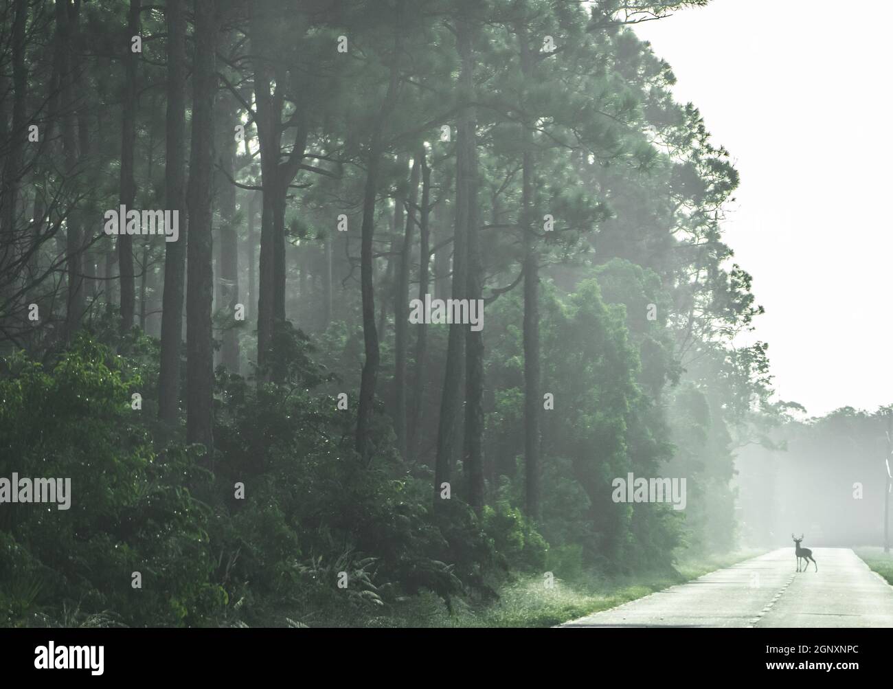 Mesmerizing view of the sunrise in everglades park in Florida with high ...