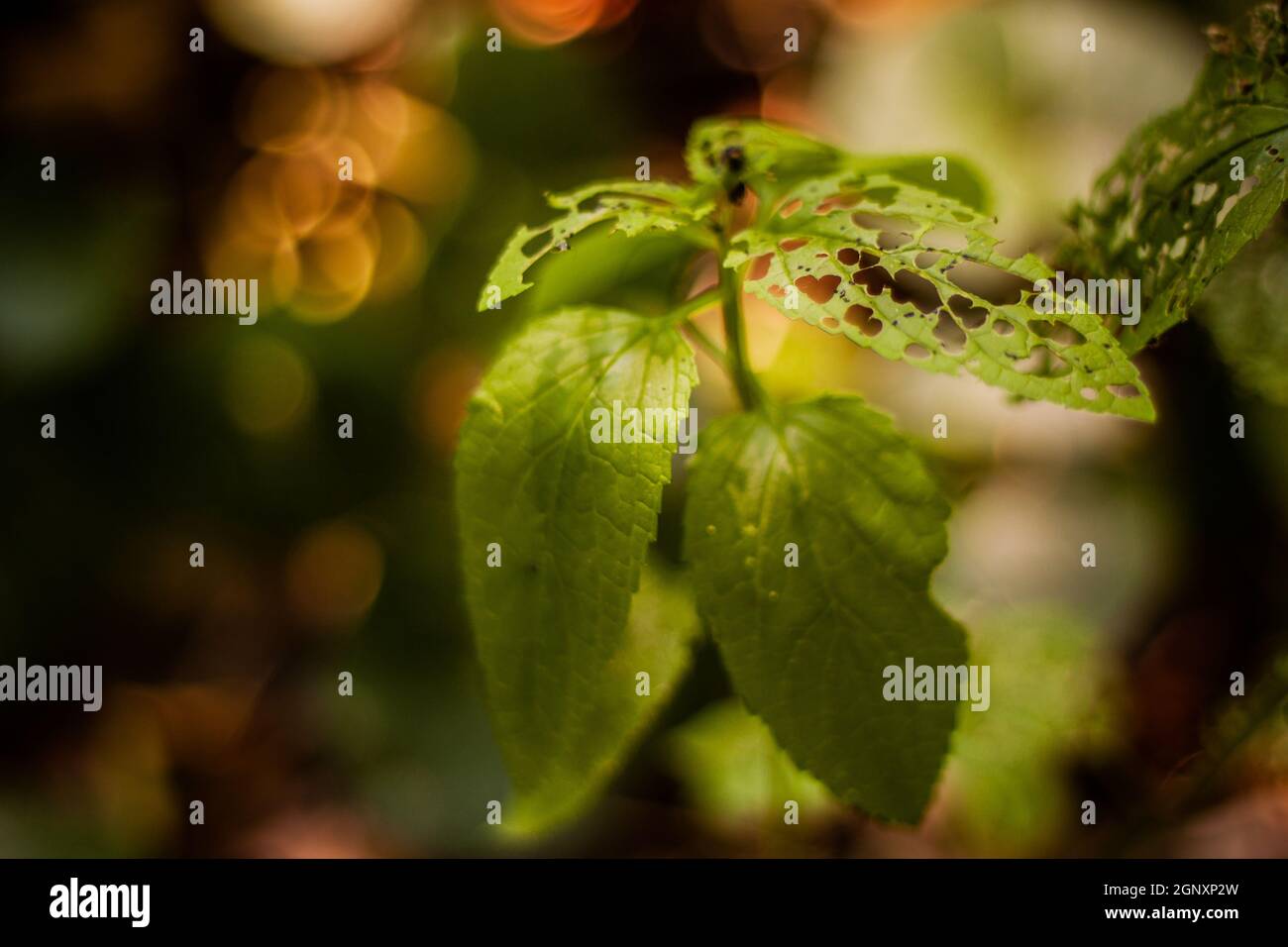 A leaf eaten and riddled by worms close up | Plant damaged by worm ...