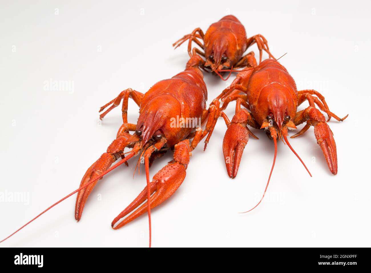 Red cooked crayfish on a white background Stock Photo - Alamy