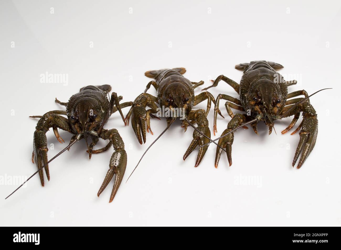 Live crawfish hi-res stock photography and images - Alamy