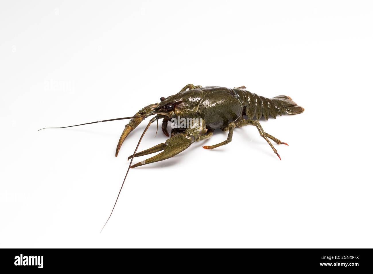 Beautiful live crawfish on a white background Stock Photo - Alamy