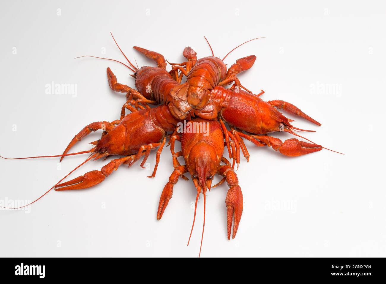 Red cooked crayfish on a white background Stock Photo - Alamy