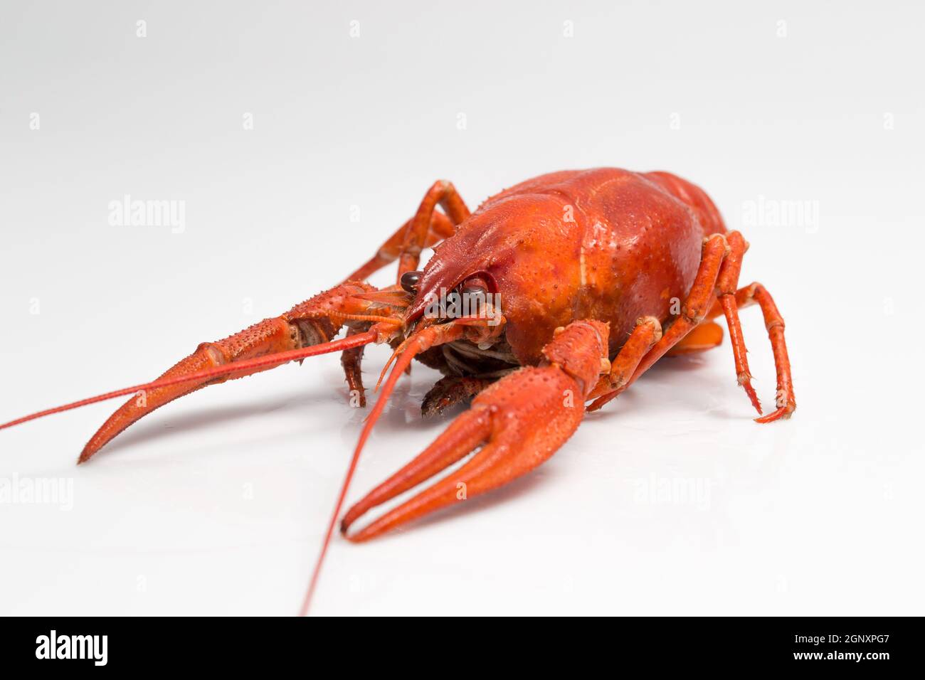 Red cooked crayfish on a white background Stock Photo - Alamy