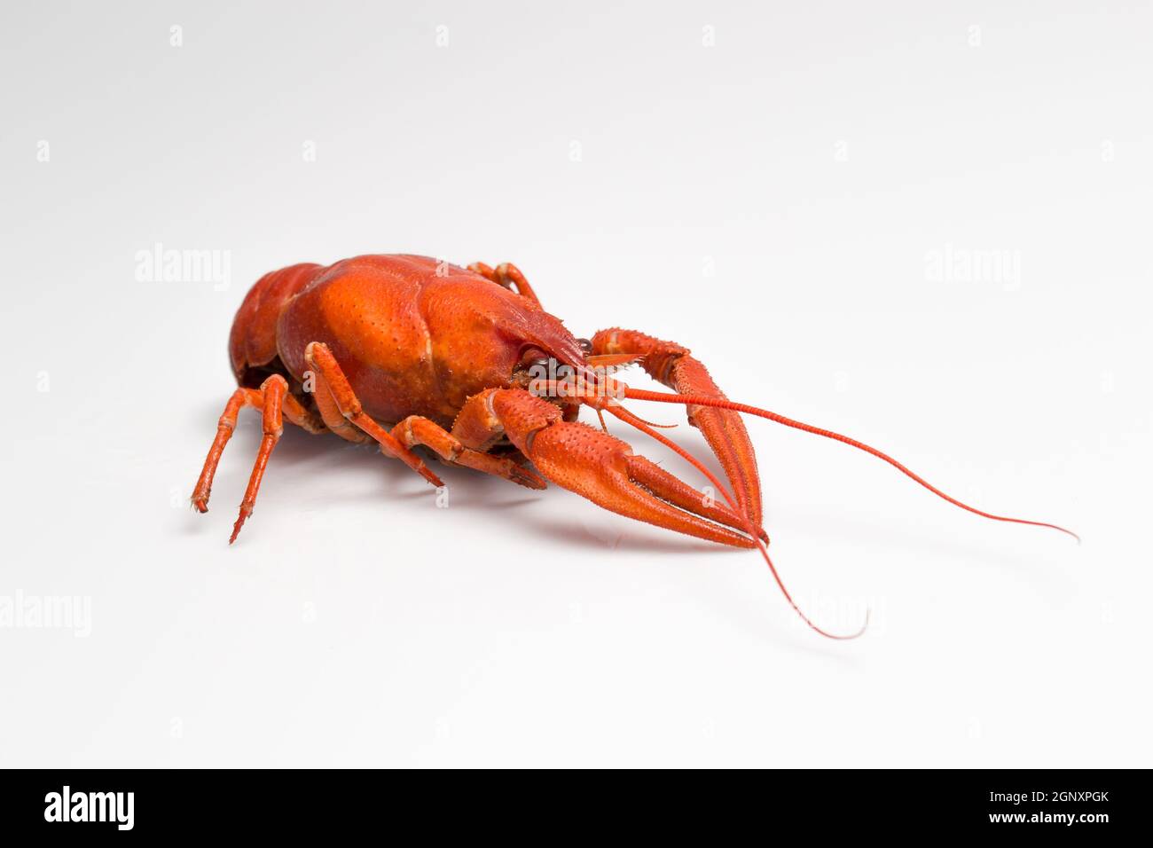 Red cooked crayfish on a white background Stock Photo - Alamy
