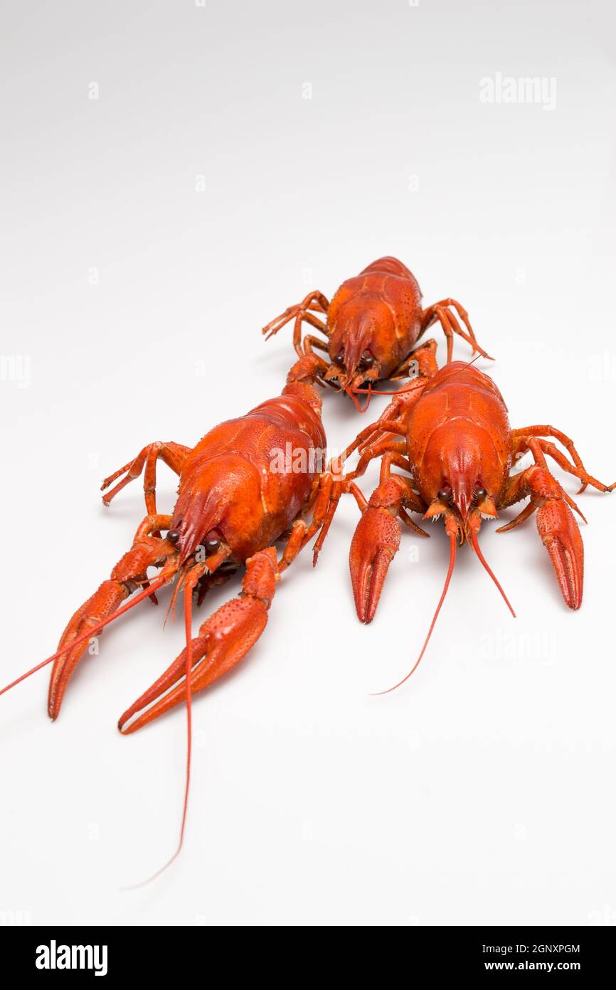 Red cooked crayfish on a white background Stock Photo - Alamy