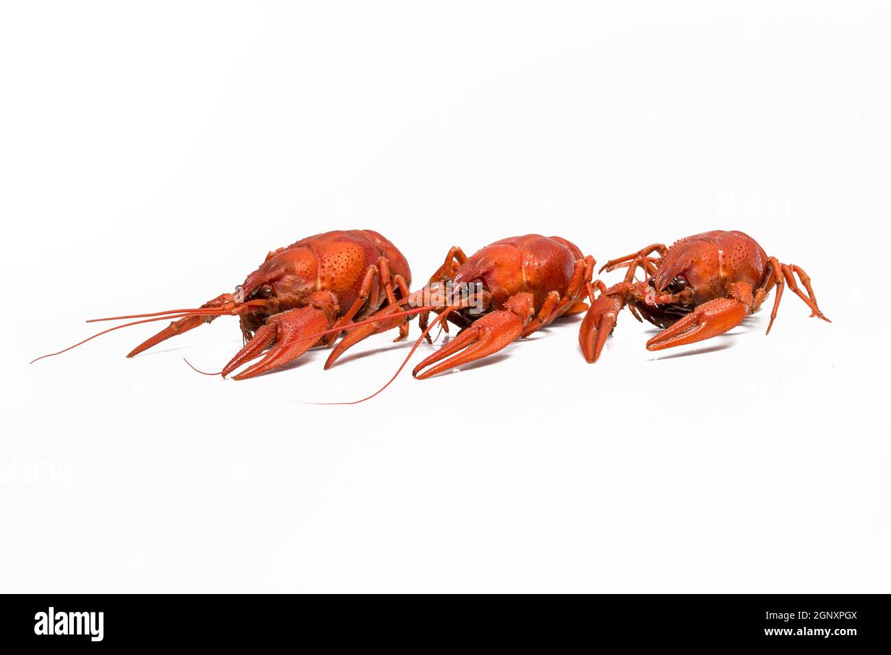 Red cooked crayfish on a white background Stock Photo - Alamy