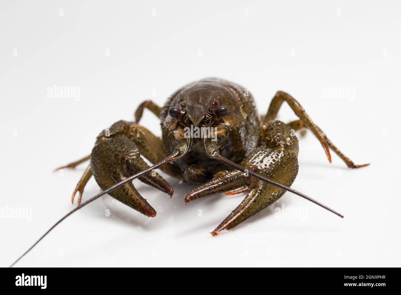 Beautiful live crawfish on a white background Stock Photo - Alamy