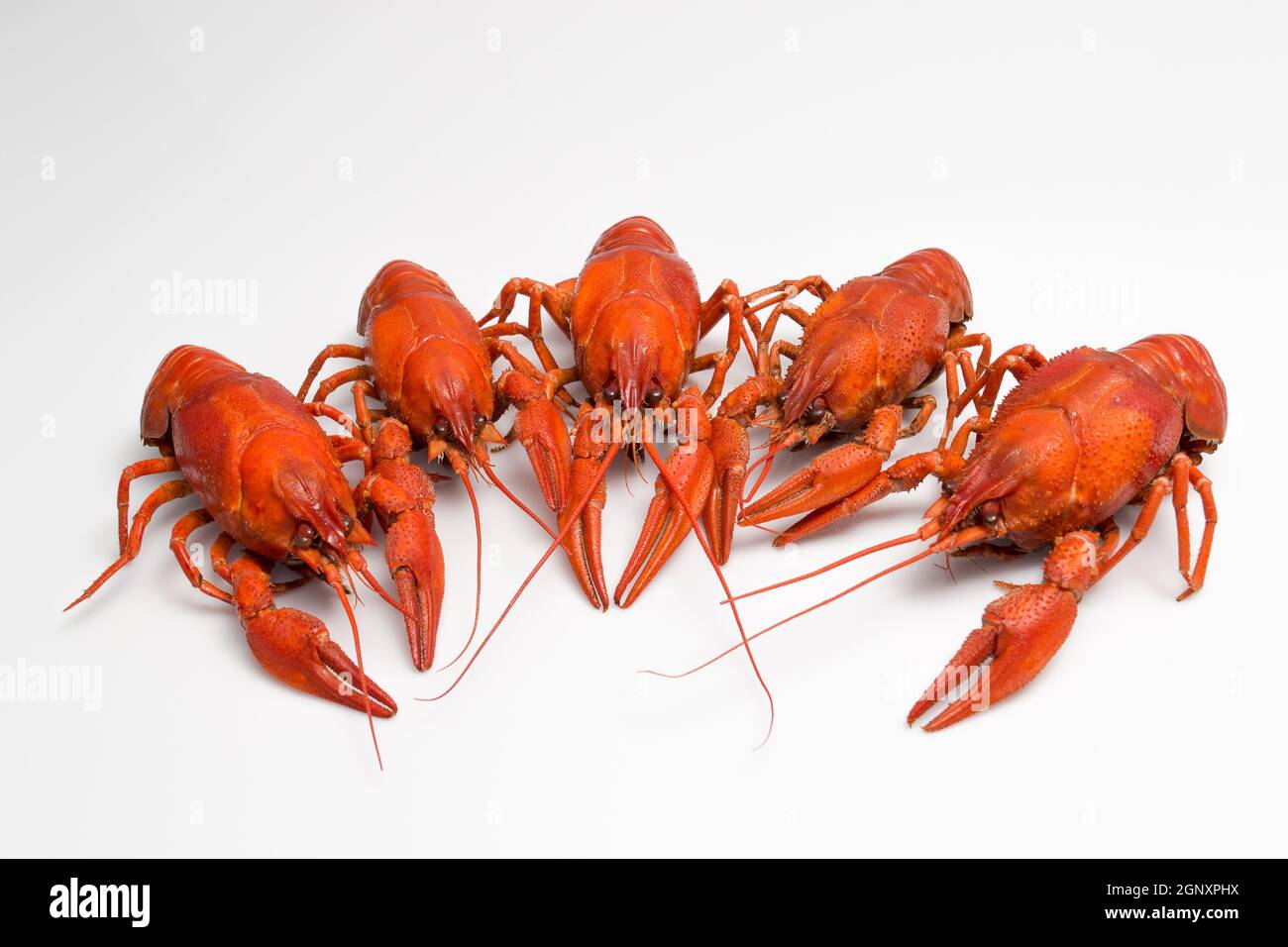 Red cooked crayfish on a white background Stock Photo - Alamy