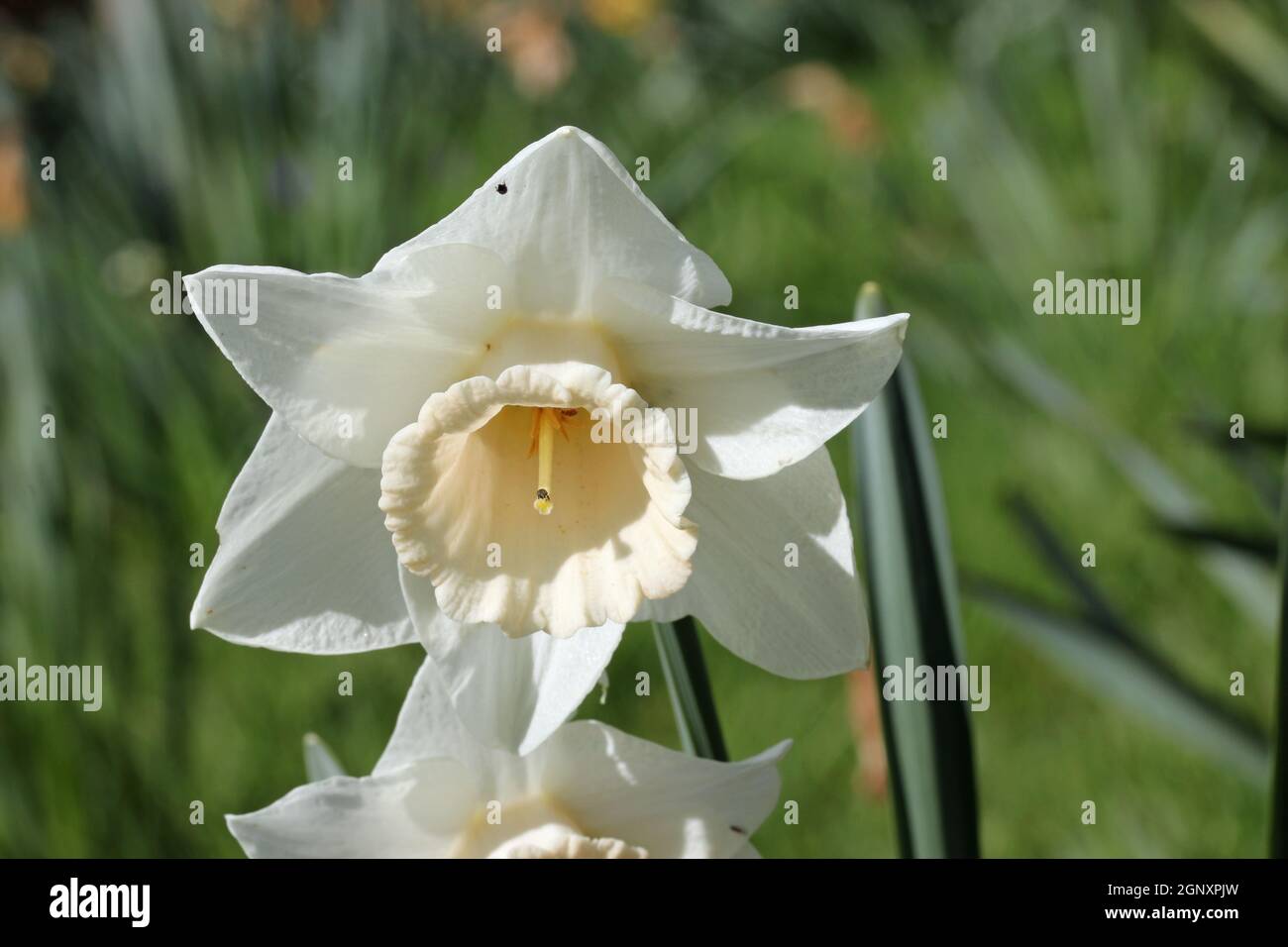 Large cupped daffodil flowers with white petals and cream centre cup ...