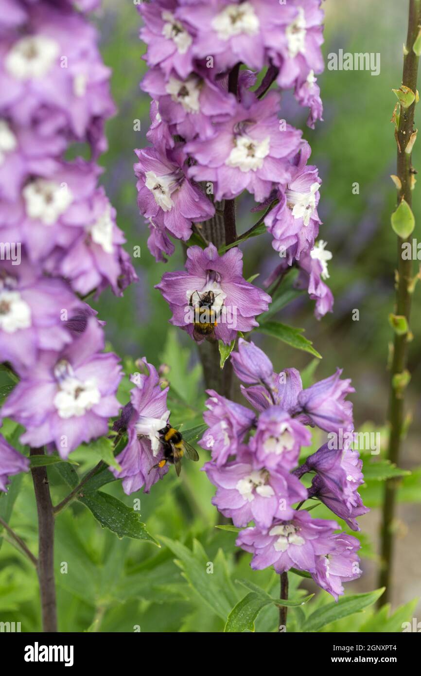 Purple Delphinium Flower in Garden Stock Photo - Alamy