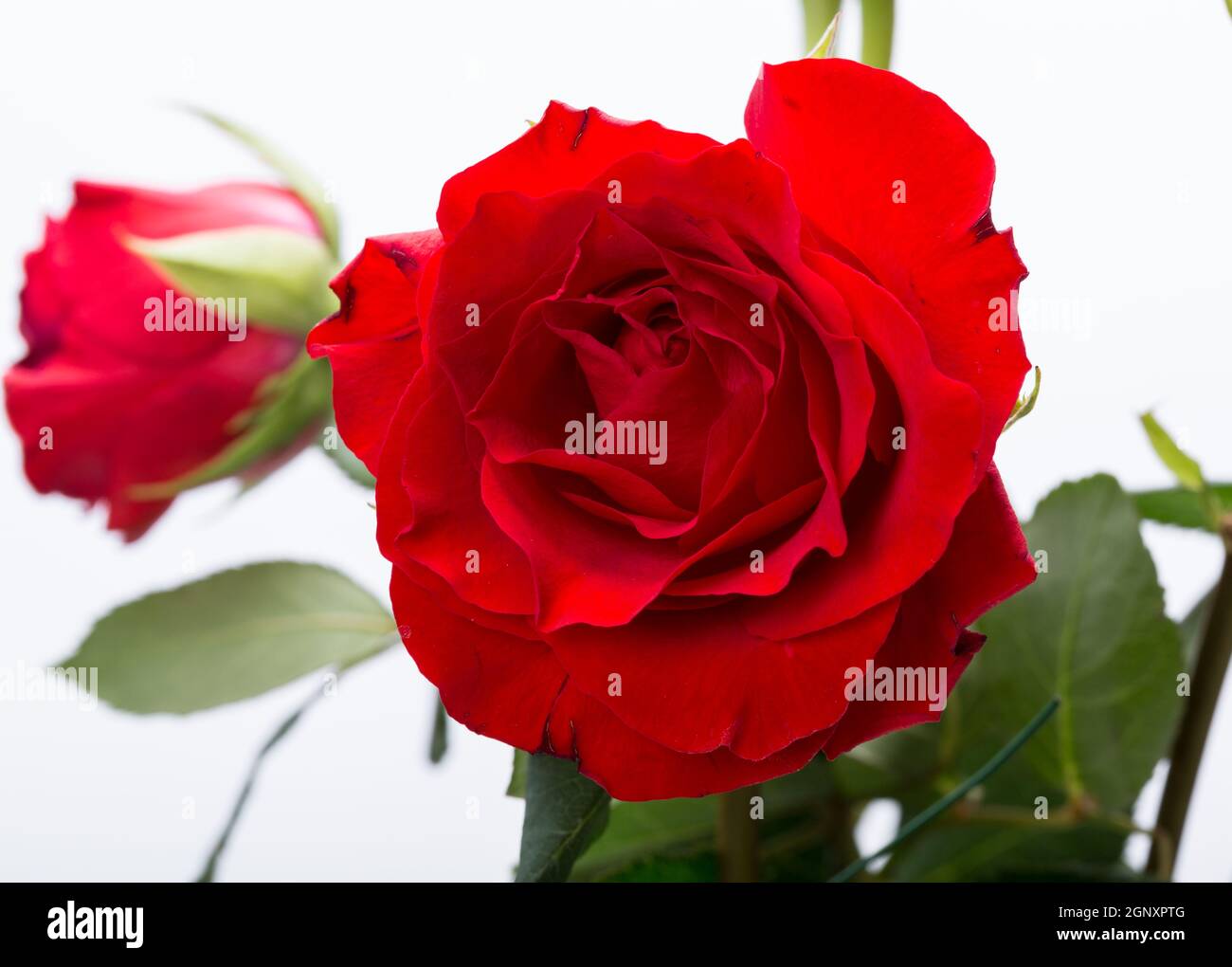 beautiful red roses on a white background Stock Photo - Alamy