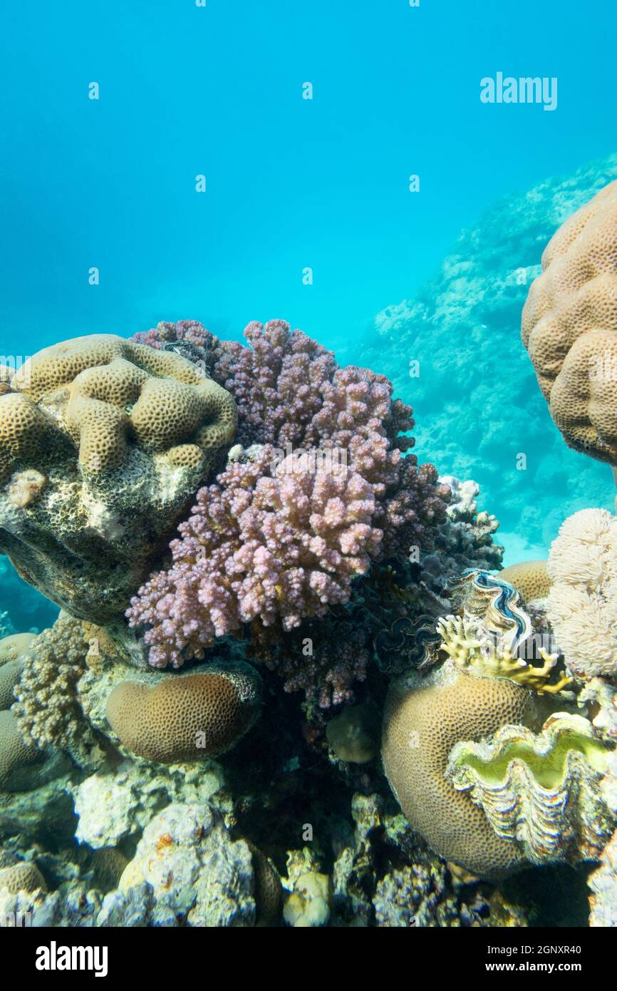 Colorful coral reef at the bottom of tropical sea, hard corals ...