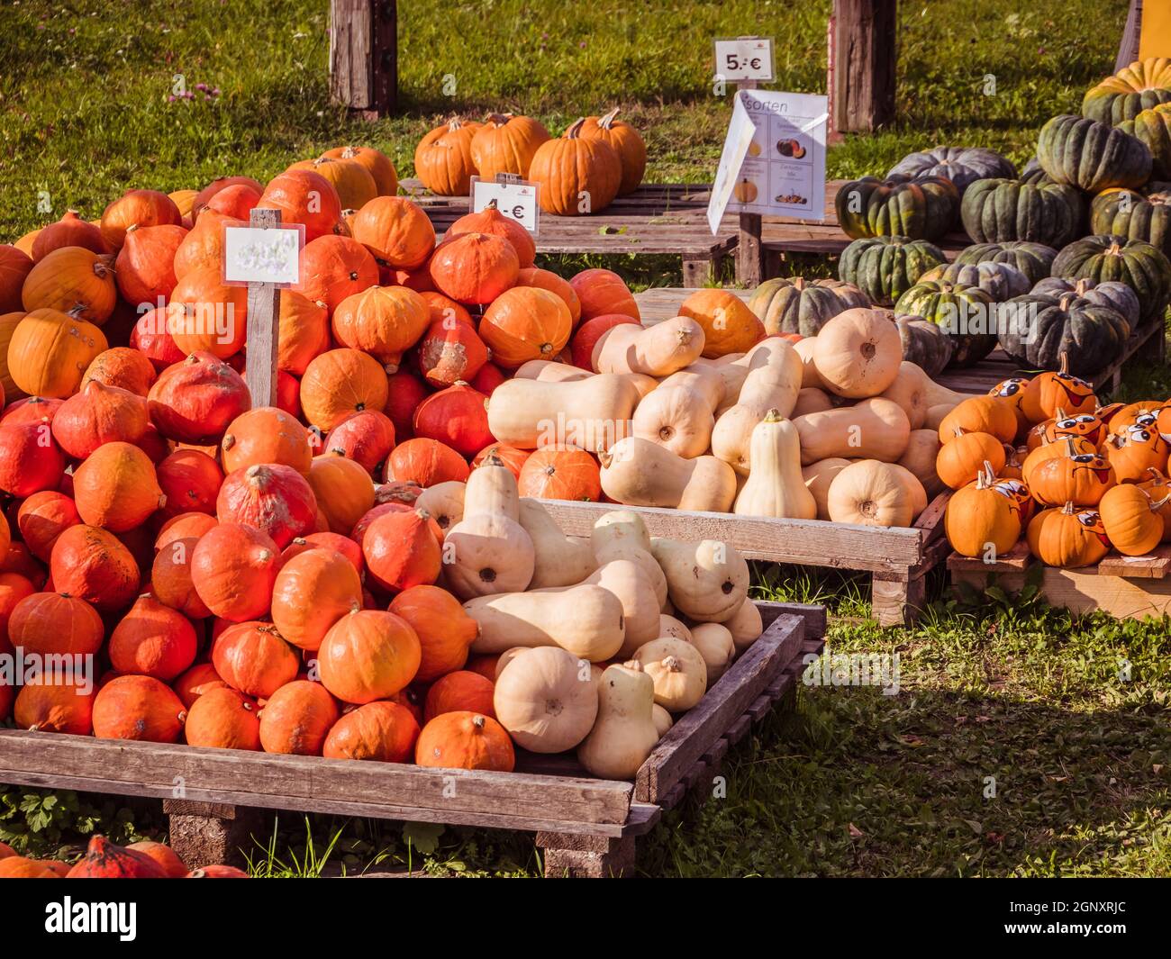 Pumpkin sale on the market Stock Photo - Alamy