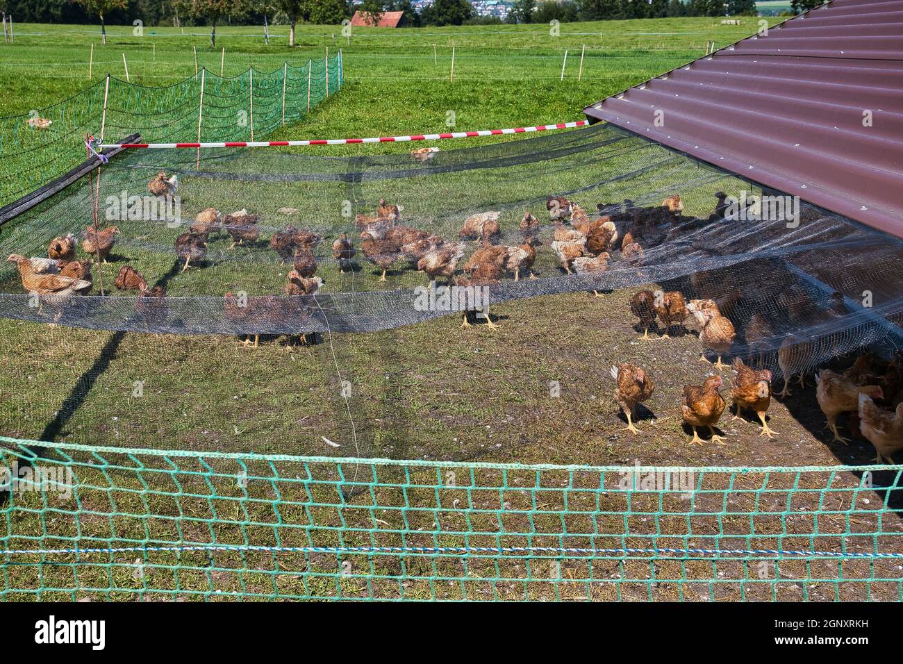 Shot of a chicken coop with hens under a plastic net in the countryside ...
