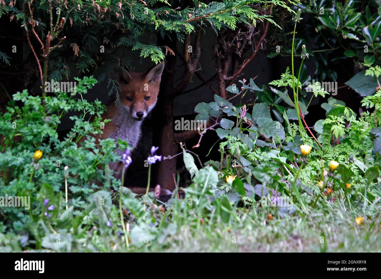 Suburban red fox hi-res stock photography and images - Alamy