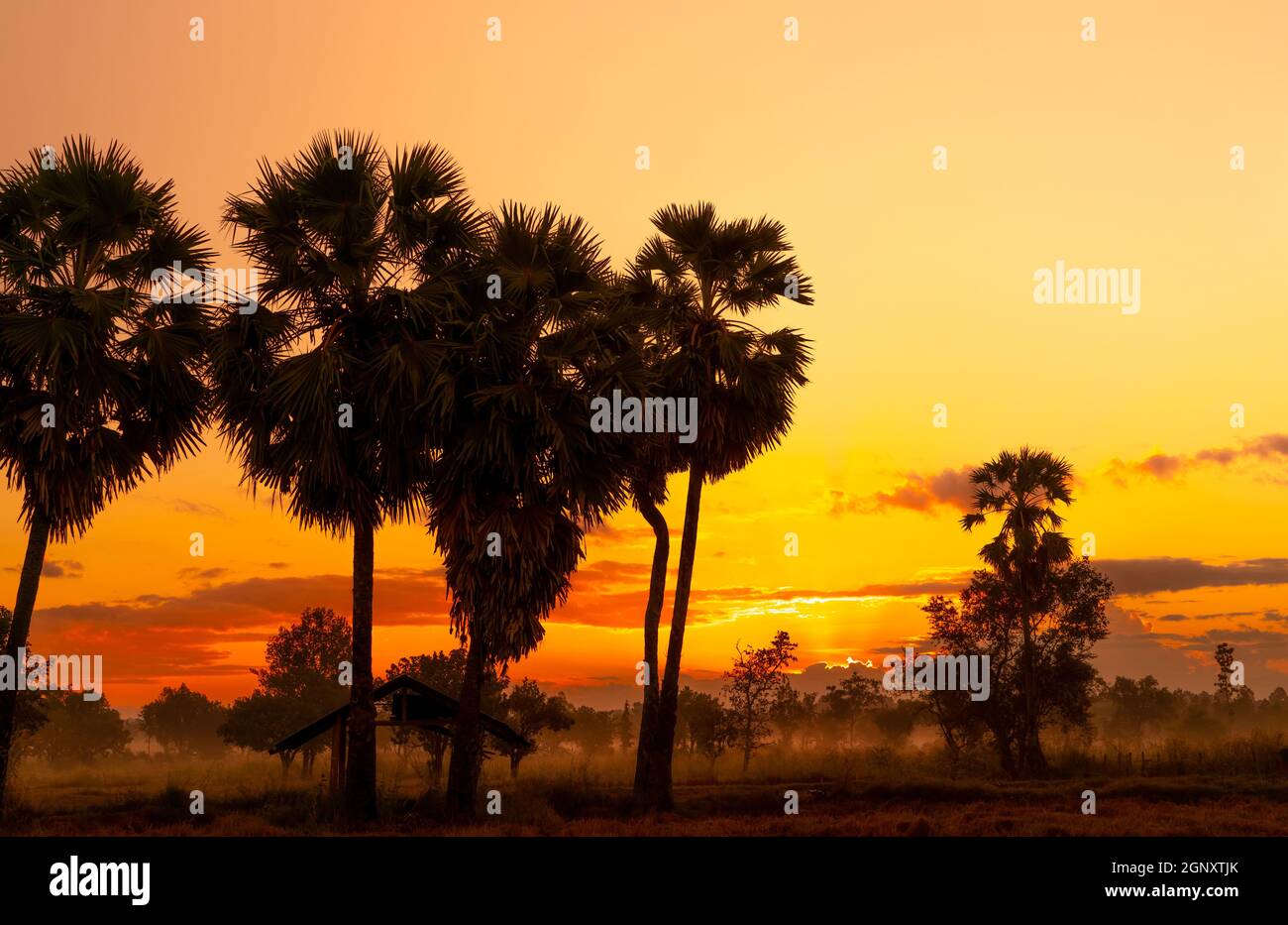 Yellow and red sunrise sky behind palm tree and tropical forest in ...