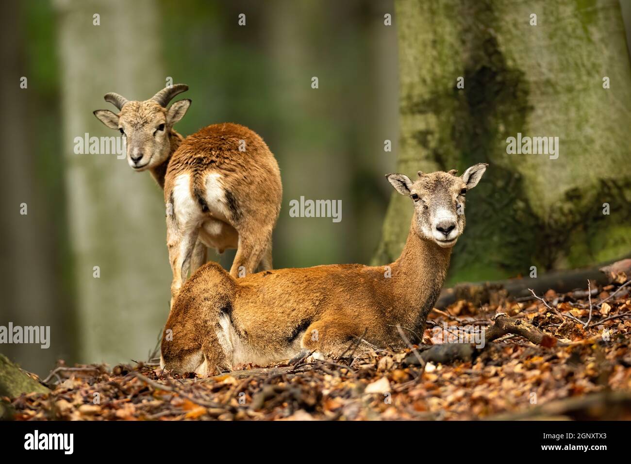 Two mouflons, ovis orientalis, observing by a beech tree inside the ...