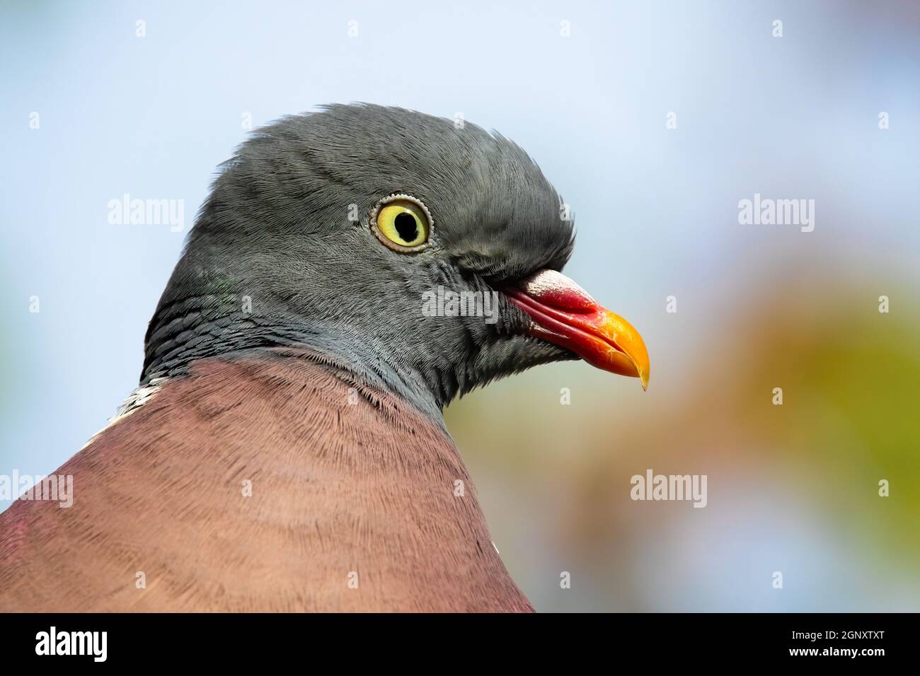 Close-up of alert common wood pigeon, columba palumbus, looking to the ...