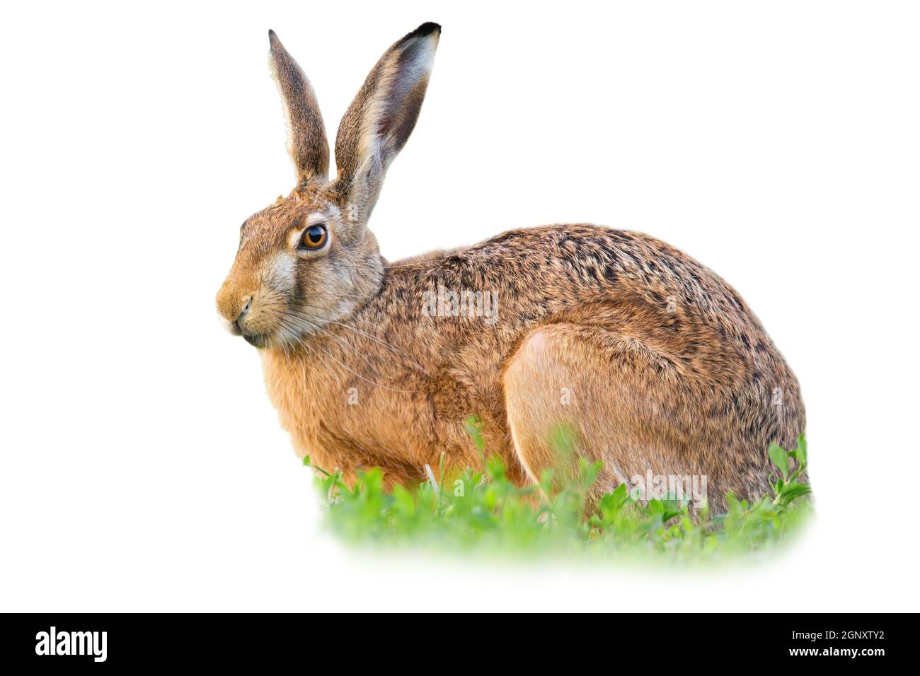 Brown hare, lepus europaeus, sitting in clover isolated on white ...