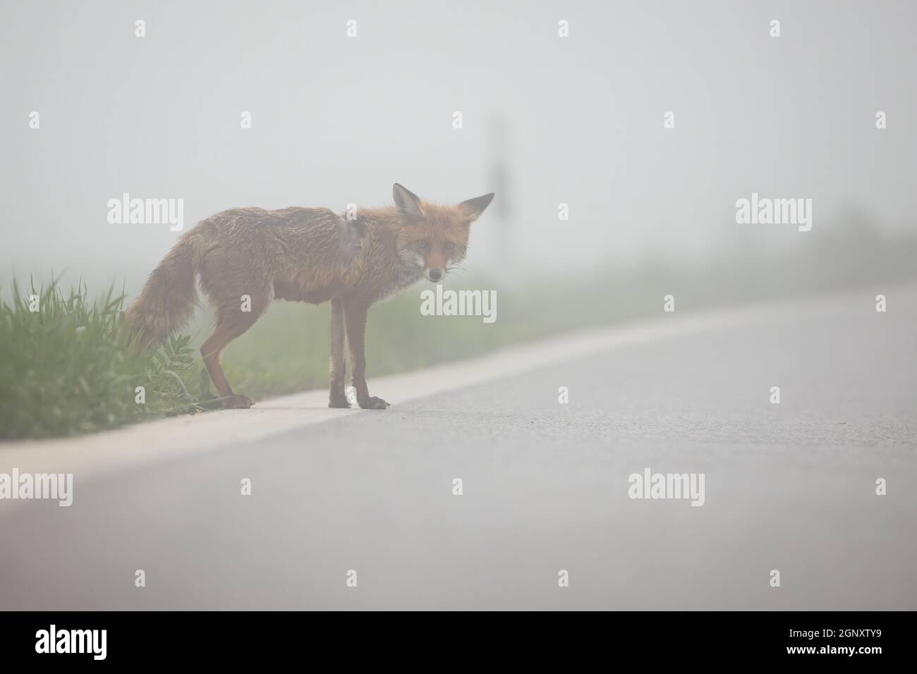 Red fox crossing road hi-res stock photography and images - Alamy