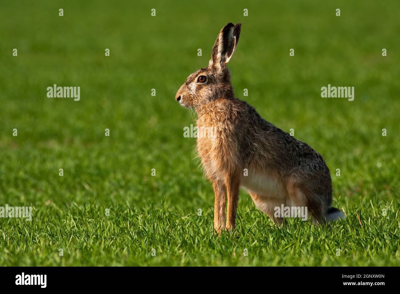 Brown hare, lepus europaeus, sitting in green grass during spring ...