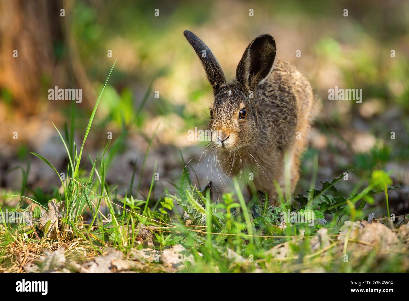 Little brown hare, lepus europaeus, jumping on grass in spring nature ...