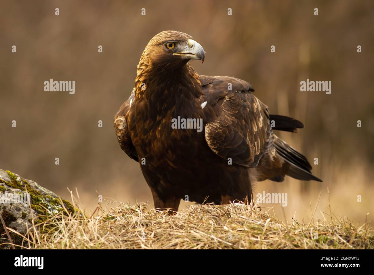 Majestic golden eagle, aquila chrysaetos, sitting on the meadow ...