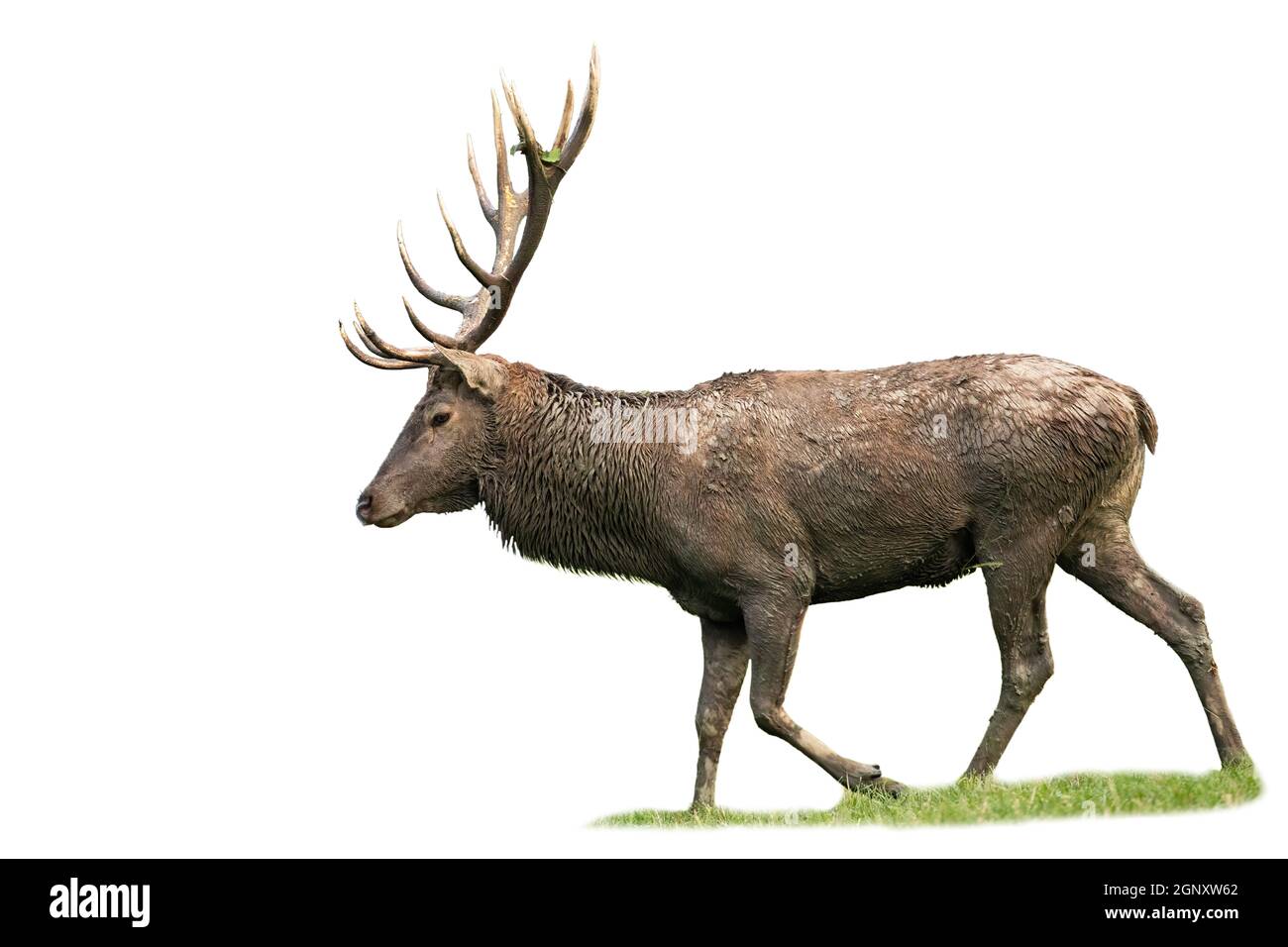 Majestic red deer, cervus elaphus, walking on grass isolated on white ...