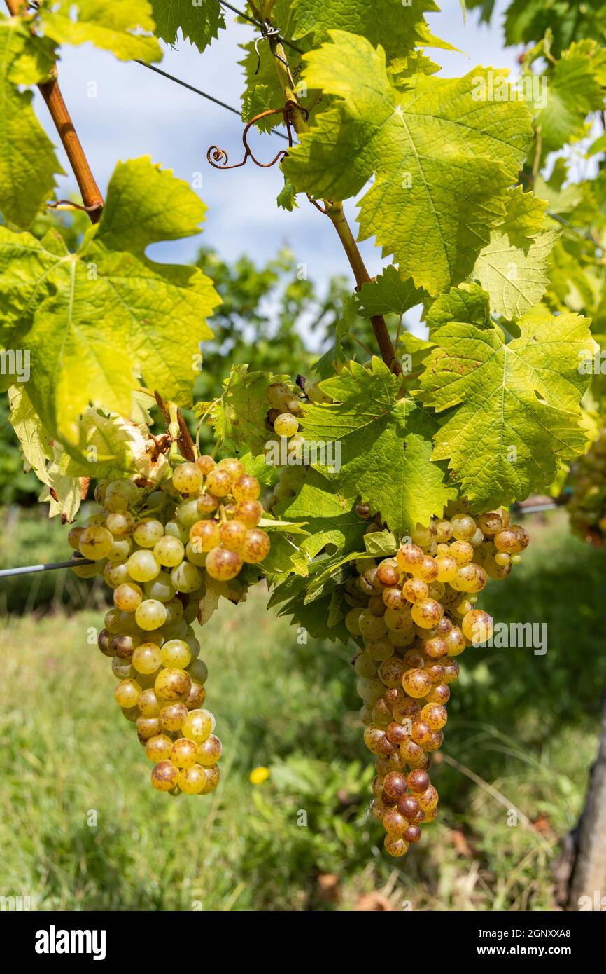 Grapes yellow muscat in Tokaj region, Unesco site, Hungary Stock Photo ...