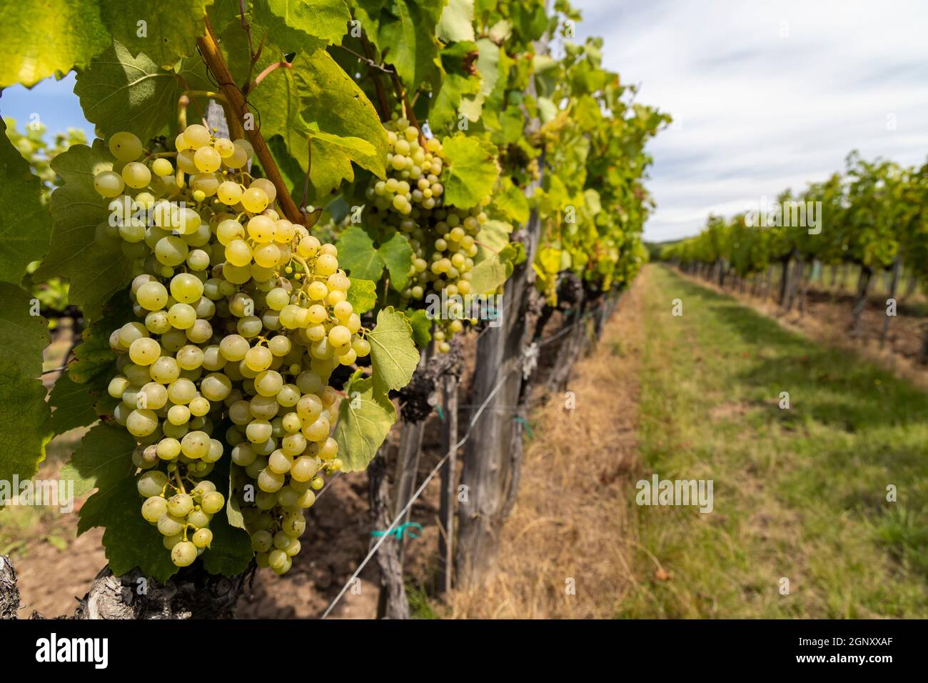 Grapes yellow muscat in Tokaj region, Unesco site, Hungary Stock Photo ...