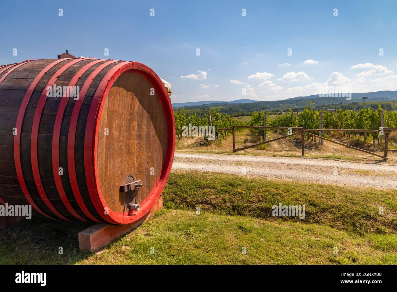 Wine barrel in vineyard, Tuscany, Italy Stock Photo - Alamy