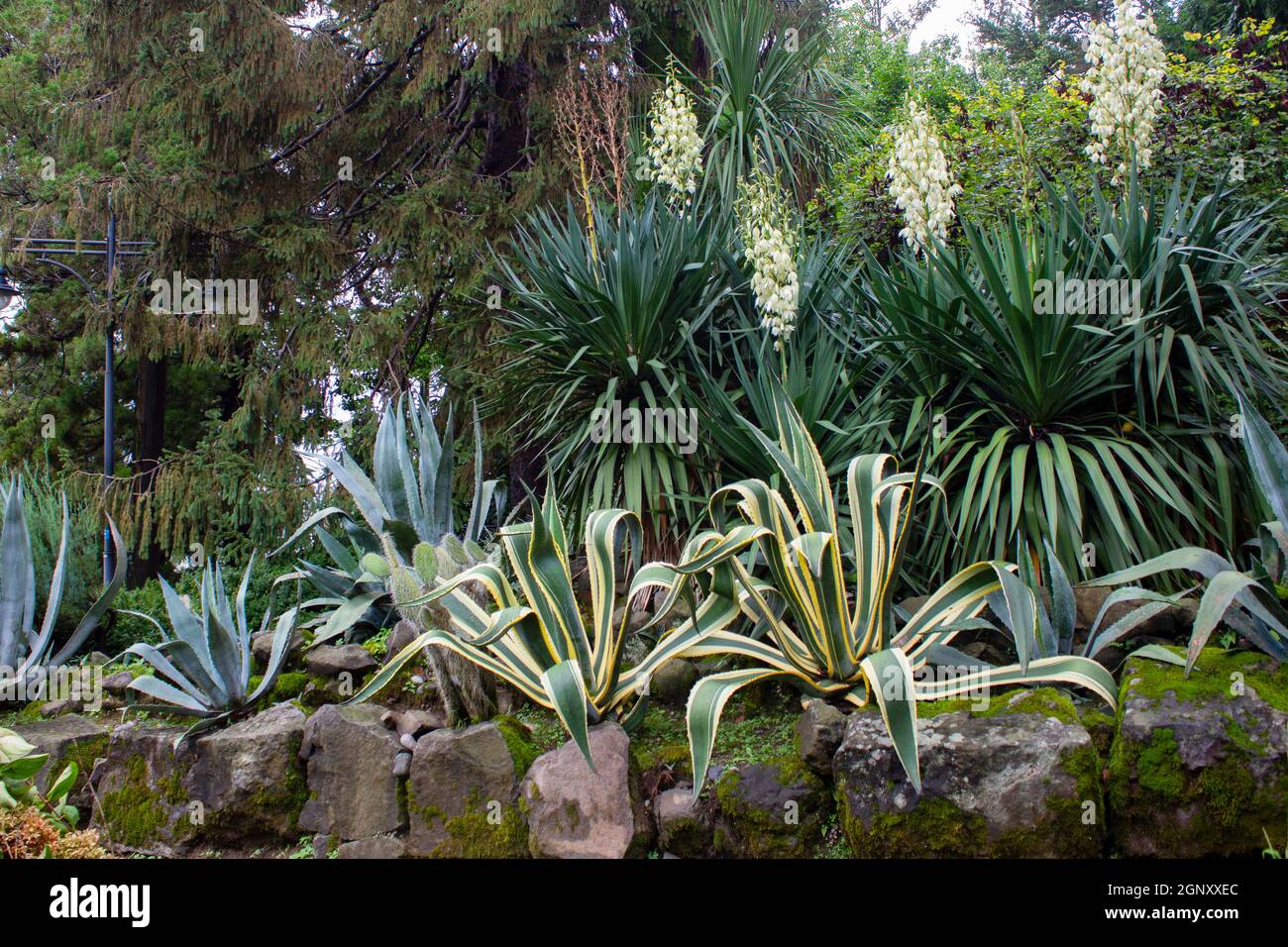 Yucca vacation hi-res stock photography and images - Alamy