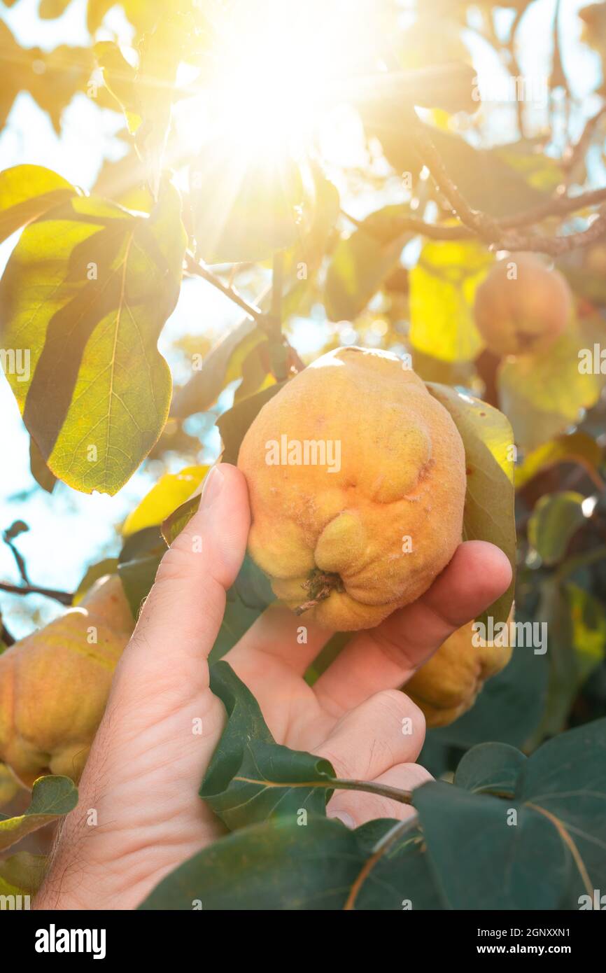 Hand picking fruit hi-res stock photography and images - Alamy