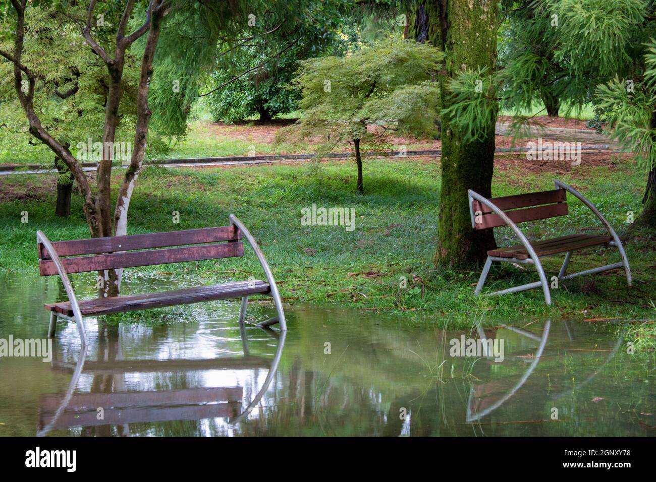Two wet empty benches in a flooded park in the shade of trees ...