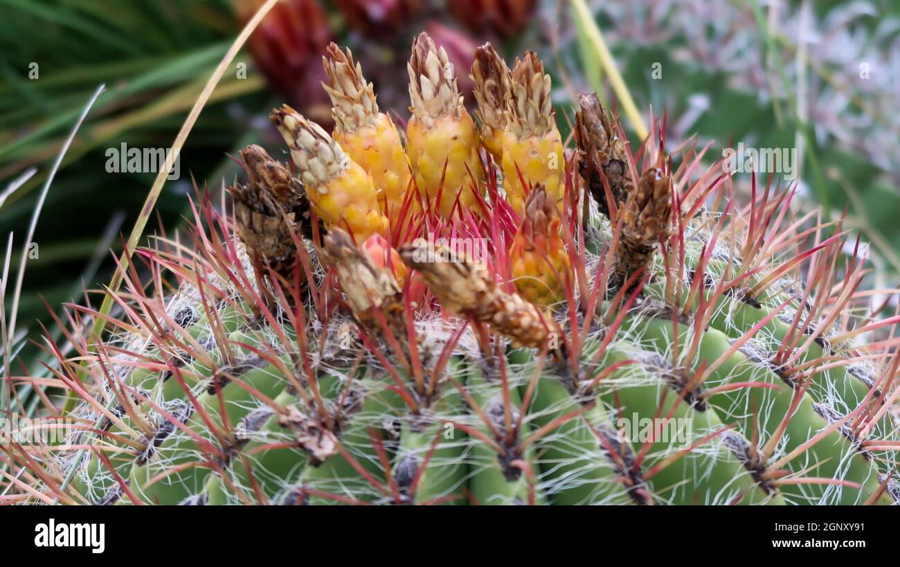 Close up of cactus flower in Royal Botanical Garden Madrid Stock Photo ...