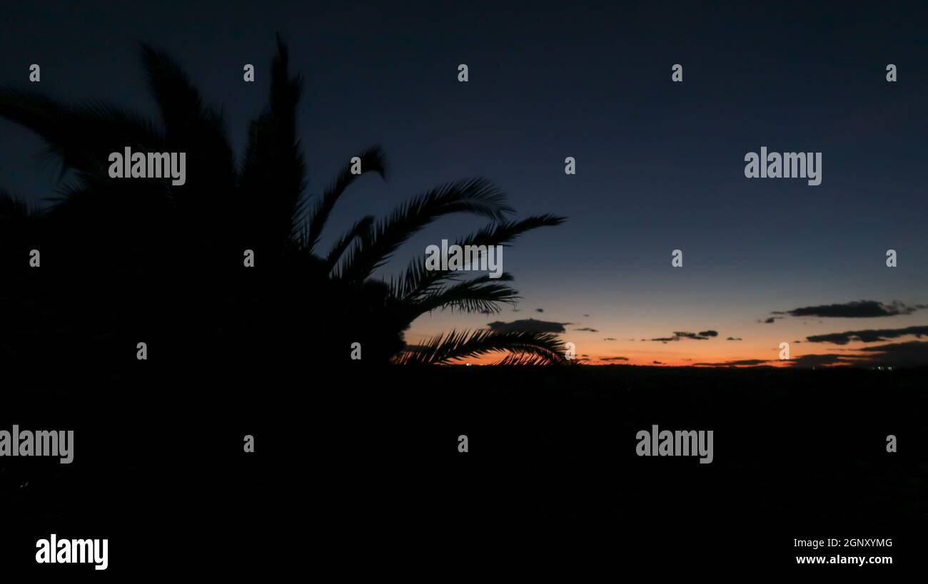 Backlit tropical plants at sunset Stock Photo - Alamy