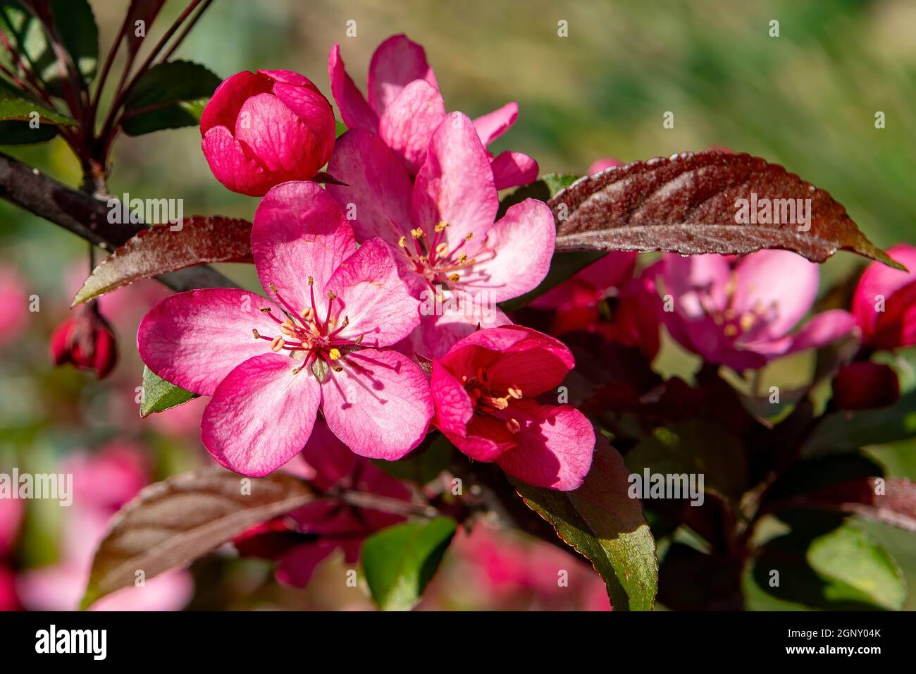 Malus transitoria, Royal Raindrops Crabapple Stock Photo - Alamy