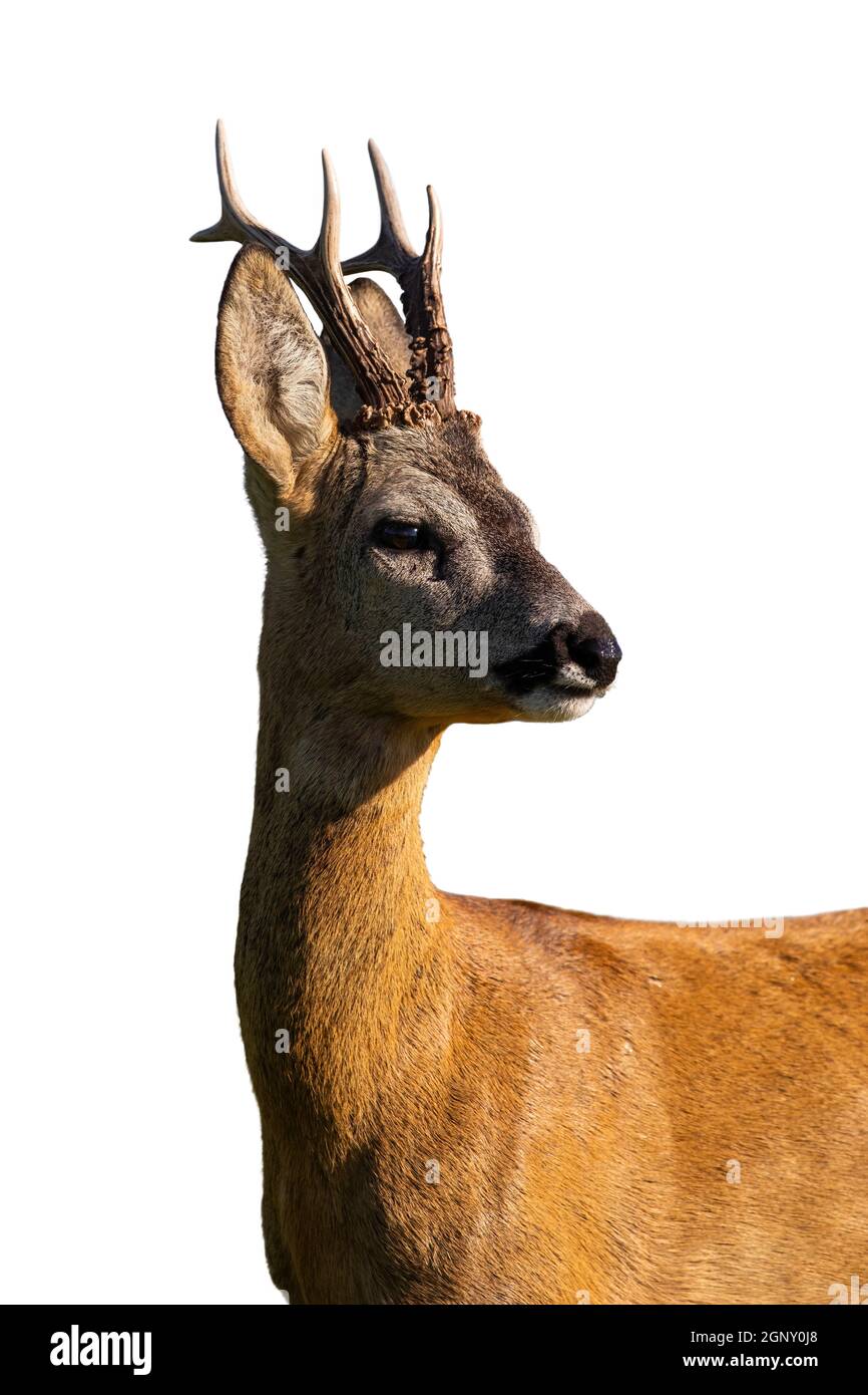 Roe deer, capreolus capreolus, looking in close up isolated on white ...
