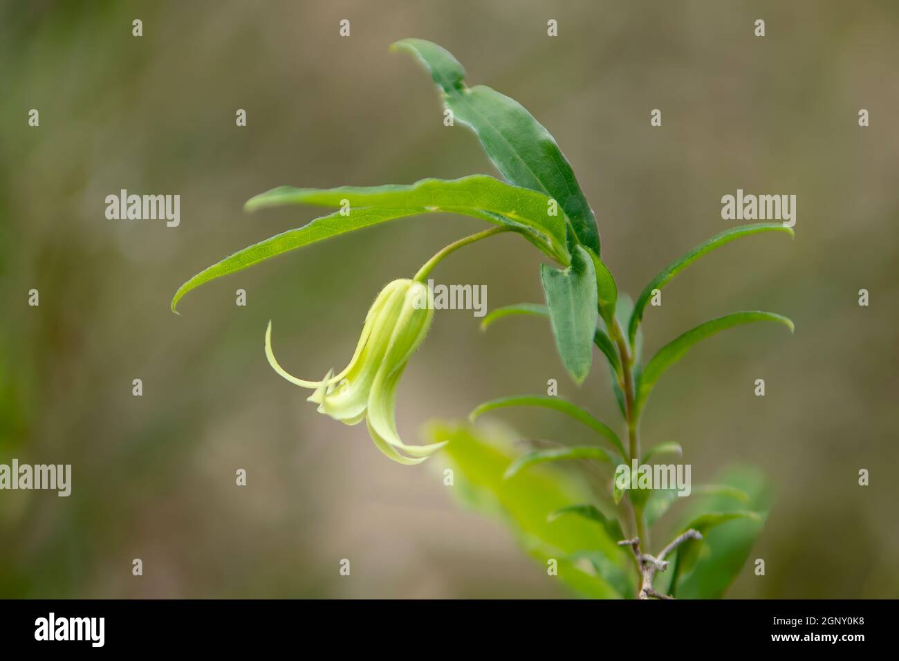 Correa Glabra High Resolution Stock Photography and Images - Alamy
