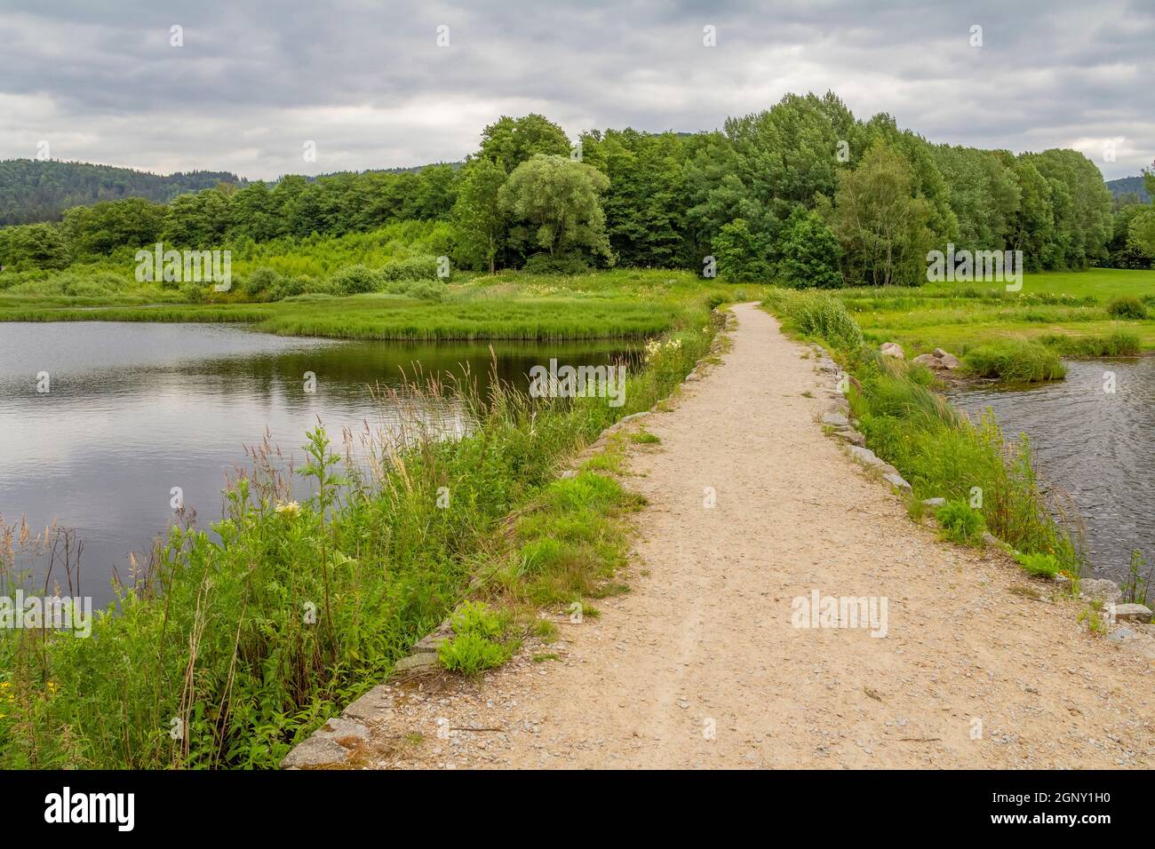 Dense waterside forest hi-res stock photography and images - Alamy