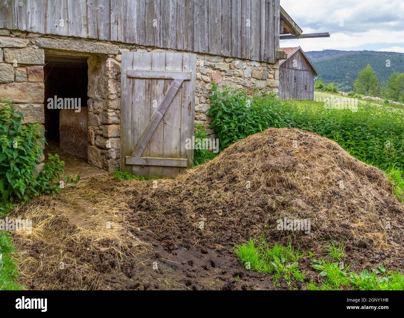 Dungheap hi-res stock photography and images - Alamy
