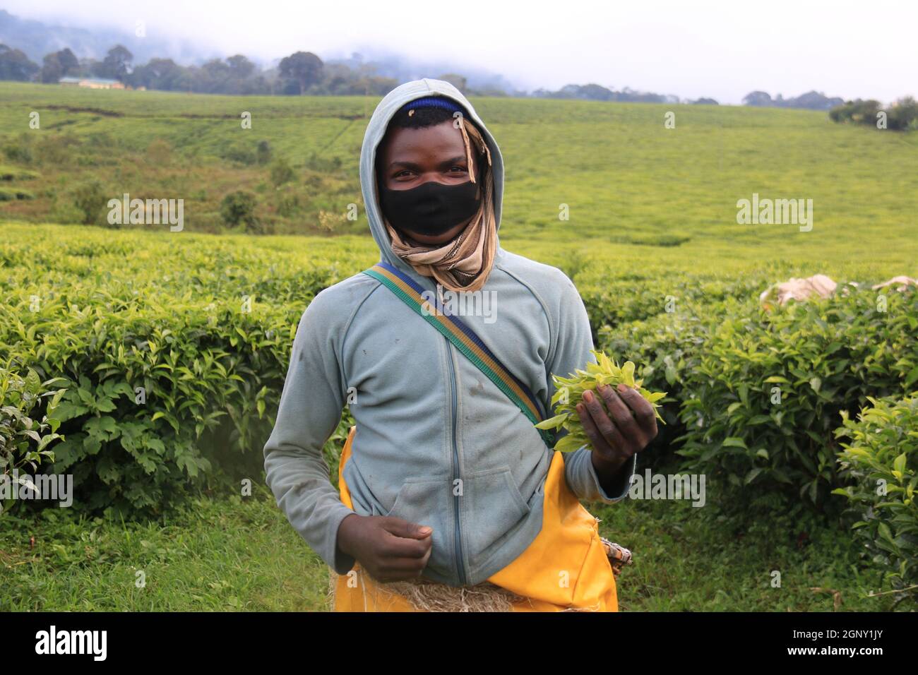 Gisakura, Rwanda. 18th Sep, 2021. A farmer shows newly-picked tea ...
