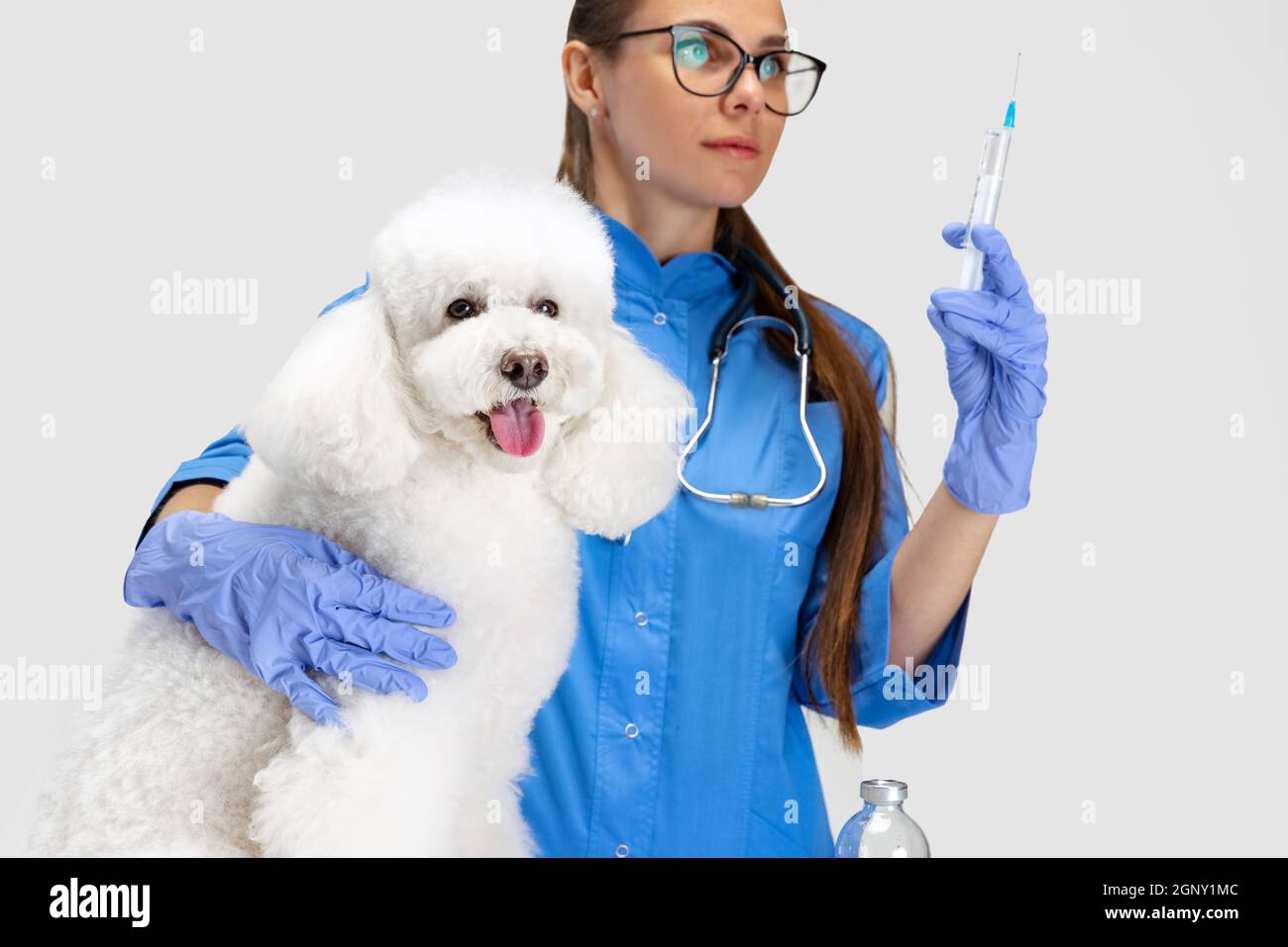 Portrait of young beautiful woman, veterinary examining a white poodle ...