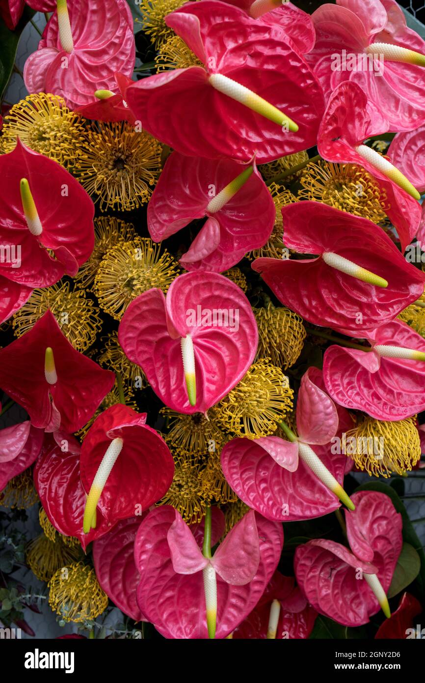 Beauty floristic decoration with a large red anthurium tropical flower ...