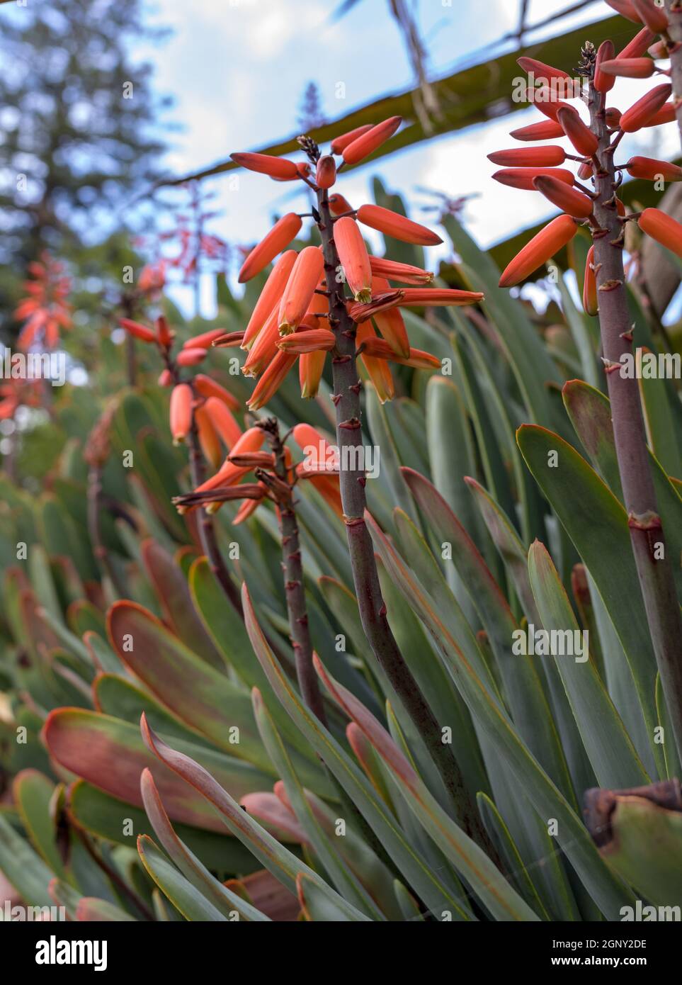 Aloe plant in bloom. Spectacular tall bright orange tubular flower ...
